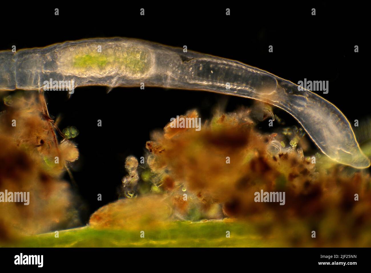 Dark field light micrograph of Chaetogaster sp., an annelid worm ...