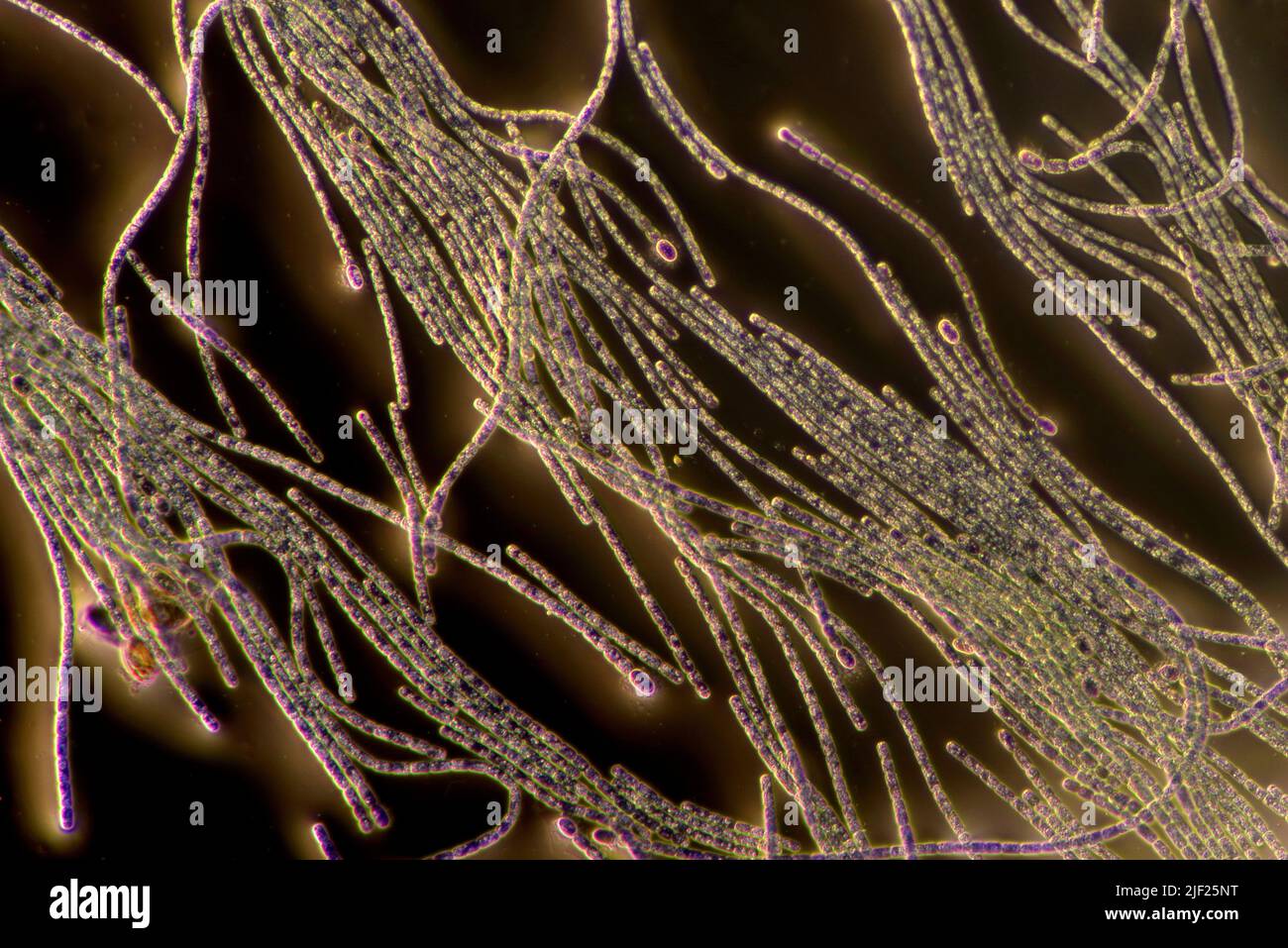 Polarized light micrograph of filamentous cyanobacteria. Cyanobacteria ...
