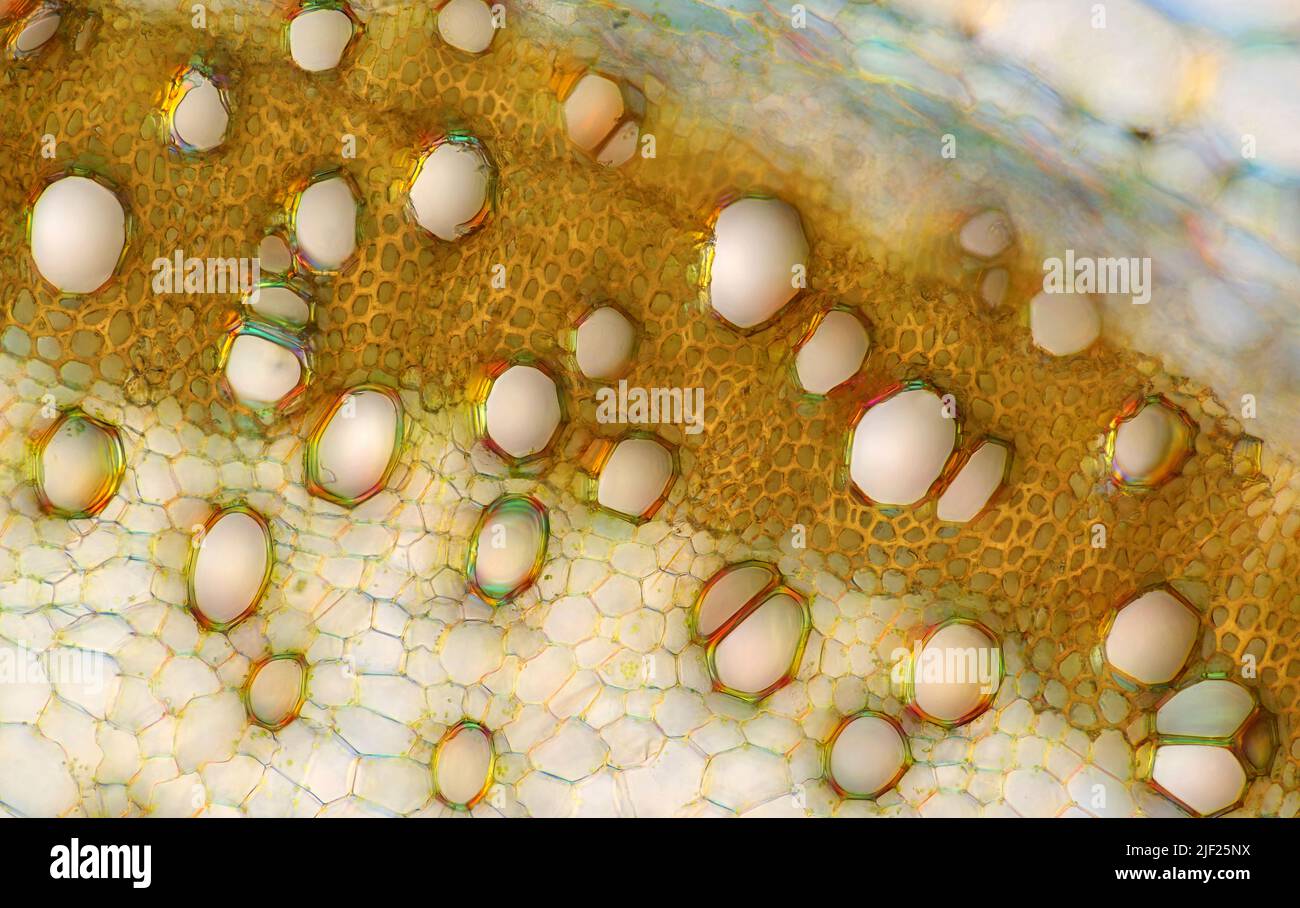 Polarized light micrograph of a transverse cross section through the ...