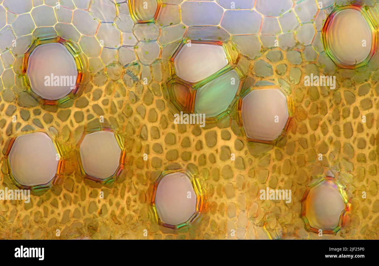 Polarized light micrograph of a transverse cross section through the ...