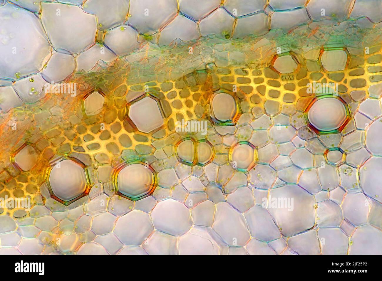 Polarized light micrograph of a transverse cross section through the ...