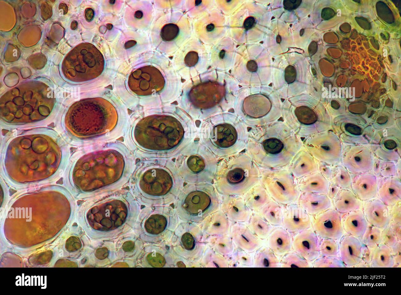 Polarized light micrograph of a transverse cross-section through the ...