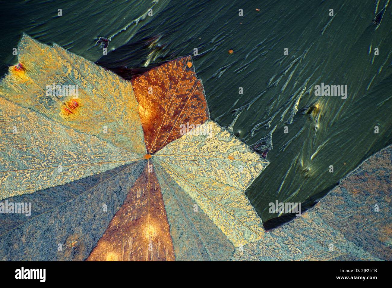 Polarized light micrograph of recrystallized paracetamol. Magnification ...