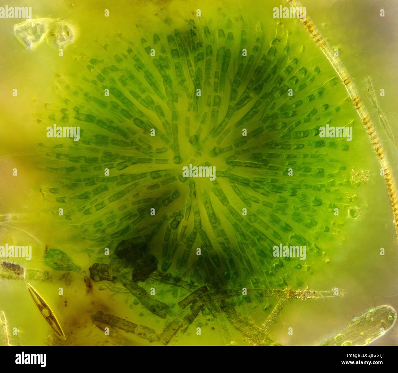 Polarized light micrograph of a green algae colony attached to sand ...