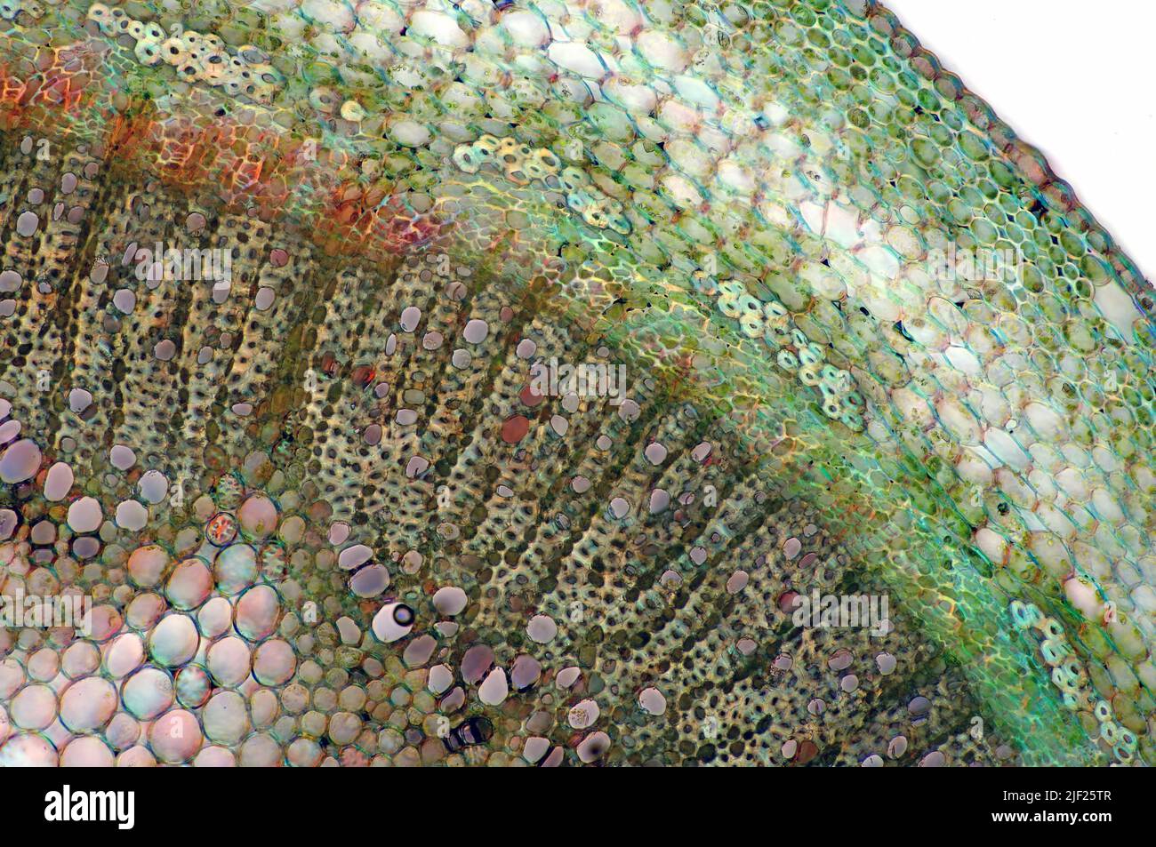 Polarised light micrograph of a vascular bundle in peony (Paeonia sp ...