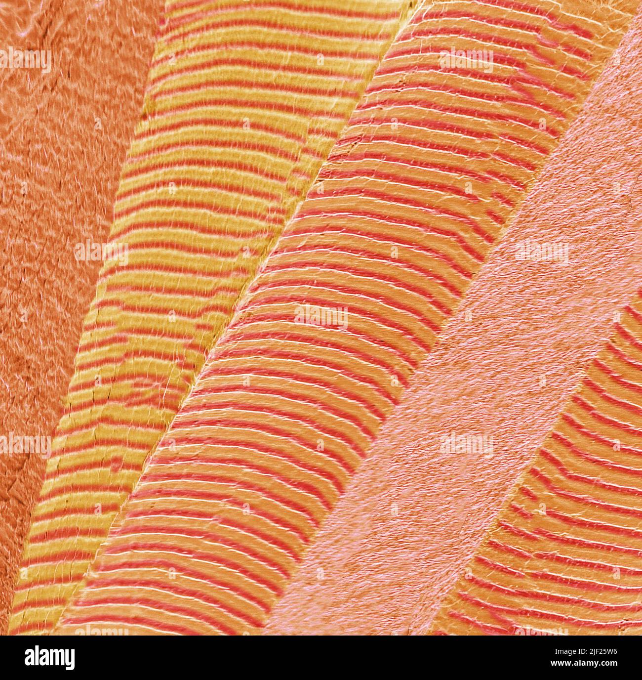 Striated muscle. Coloured scanning electron micrograph (SEM) of a freeze-fractured mammalian ...