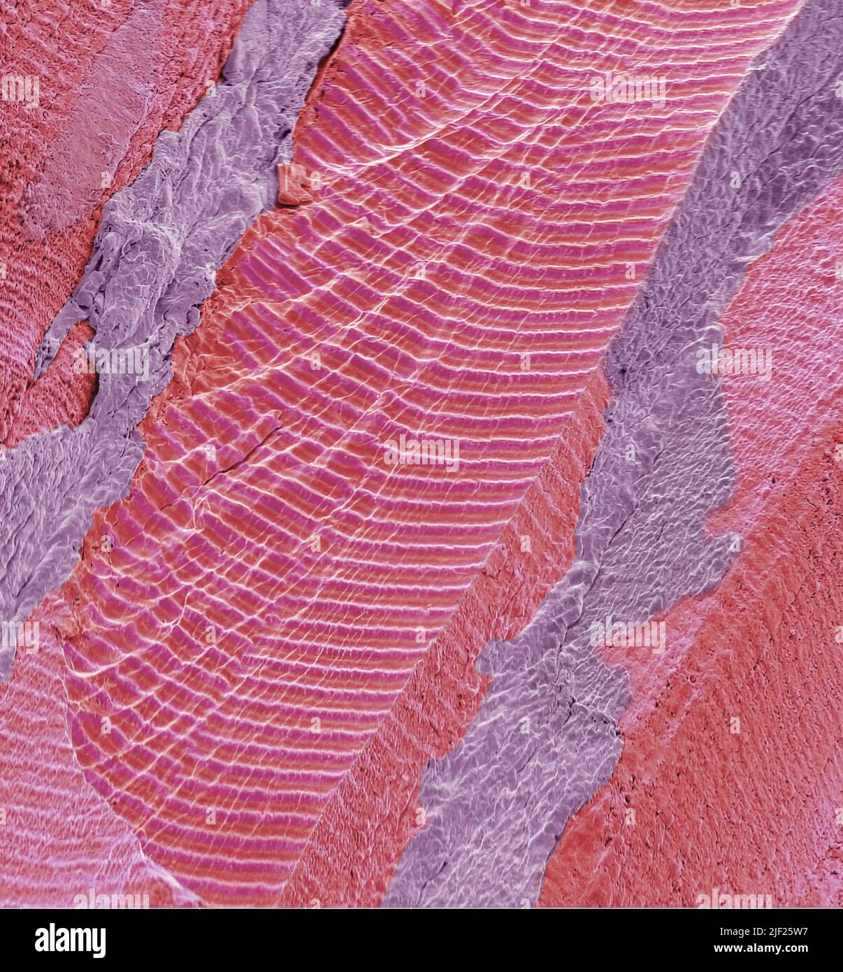 Striated muscle. Coloured scanning electron micrograph (SEM) of a freeze-fractured mammalian ...