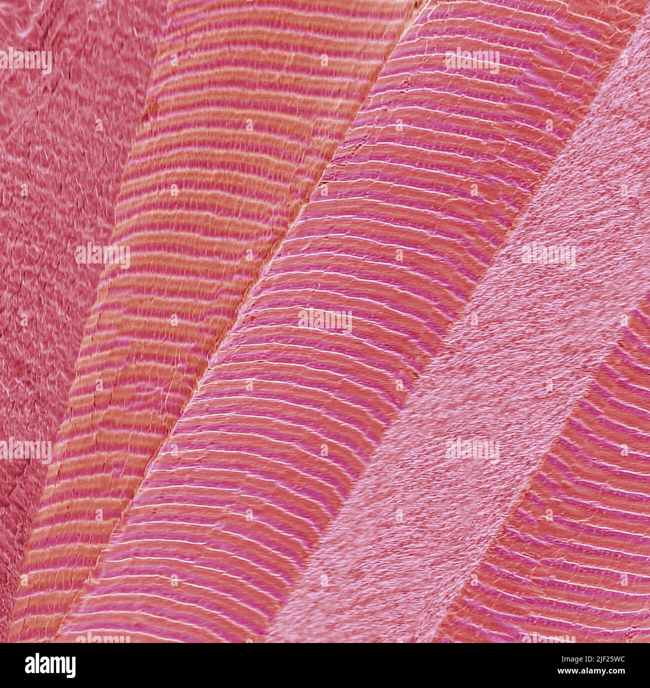 Striated muscle. Coloured scanning electron micrograph (SEM) of a freeze-fractured mammalian ...