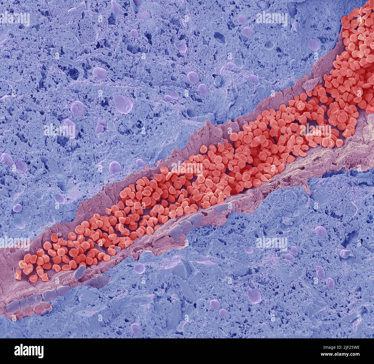 Liver vein. Coloured scanning electron micrograph (SEM) of a freeze ...