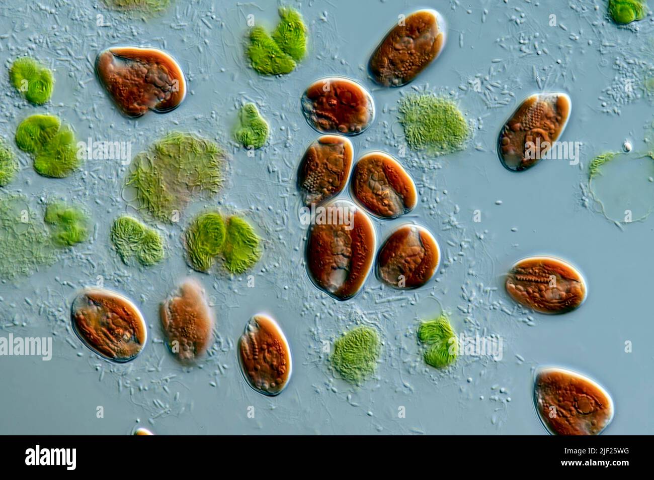 Differential interference contrast (DIC) light micrograph of Rhodomonas ...