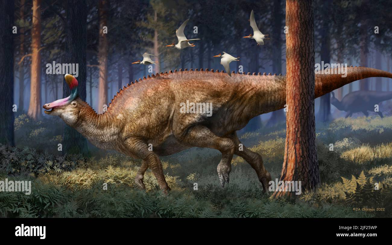 Tsintaosaurus spinorhinus dinosaur, illustration. This dinosaur was ...