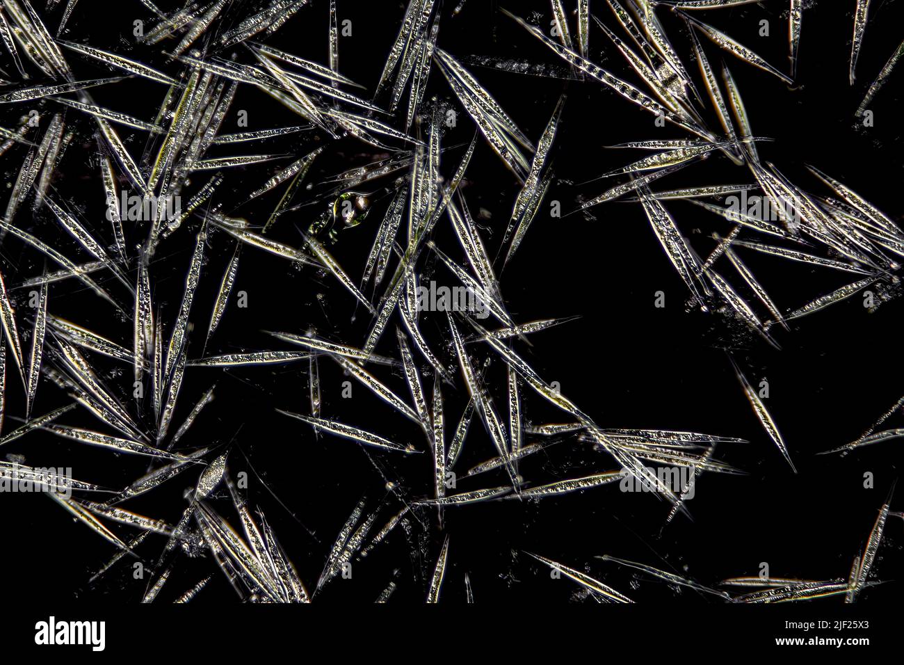 Differential interference contrast (DIC) light micrograph of ...