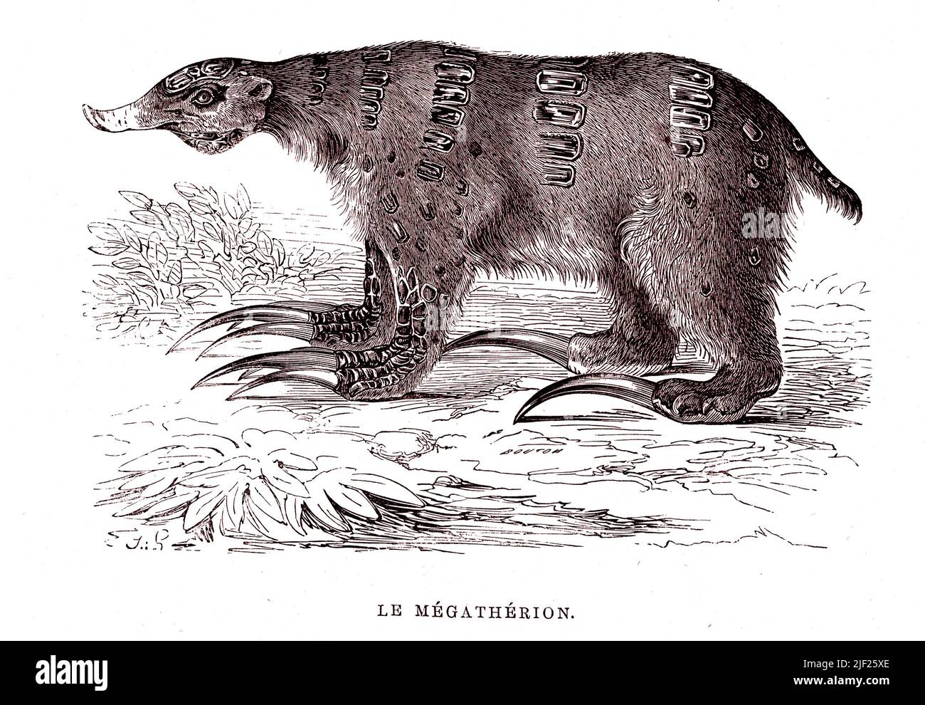 19th century illustration of Megatherium extinct ground sloth ...