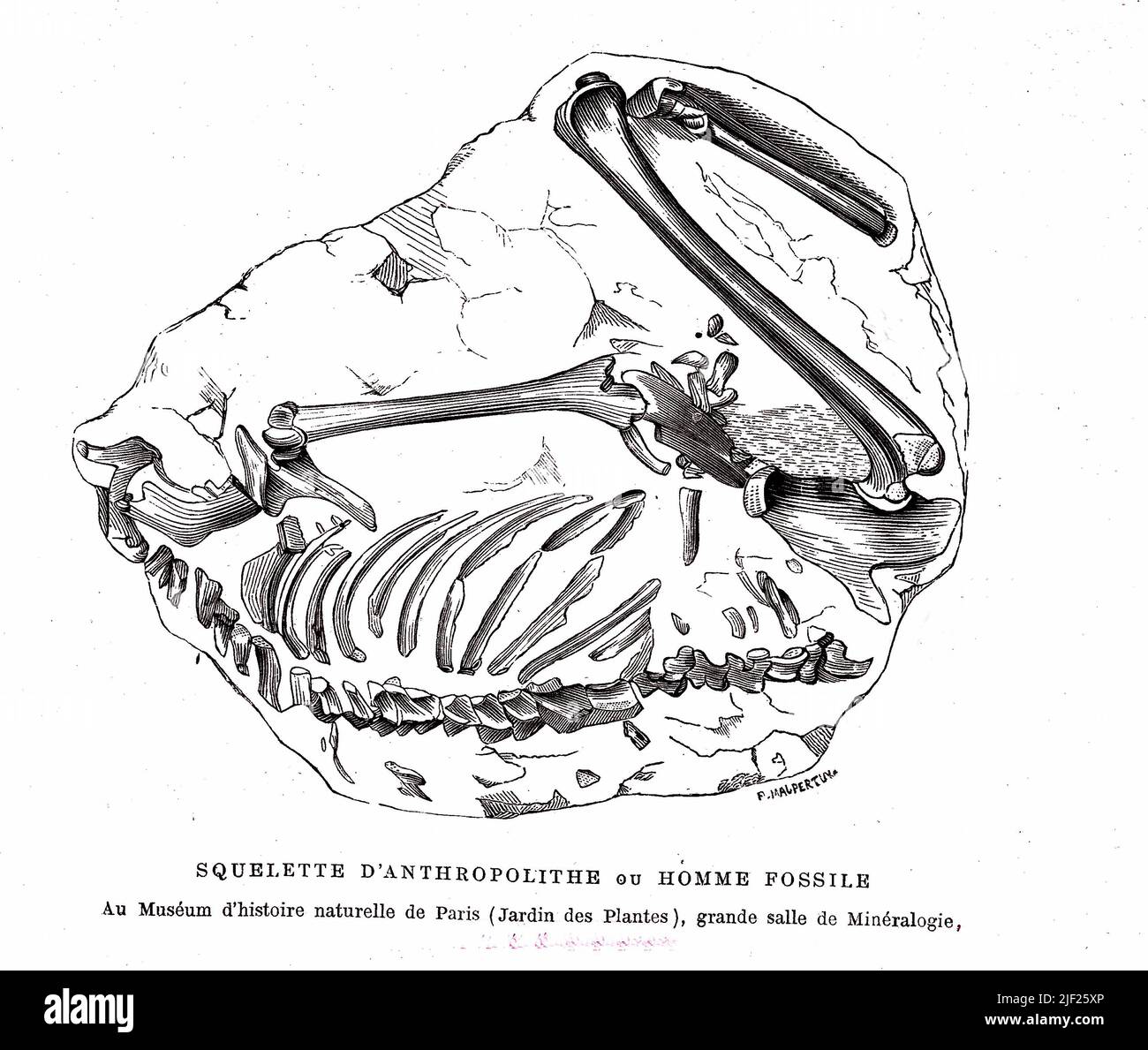 19th century illustration of a human fossil. Published in The Universe ...