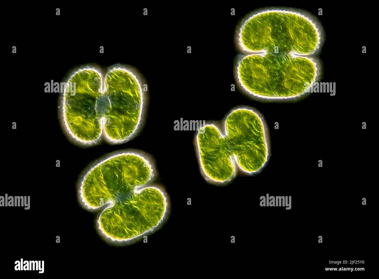 Differential interference contrast (DIC) light micrograph of Cosmarium ...