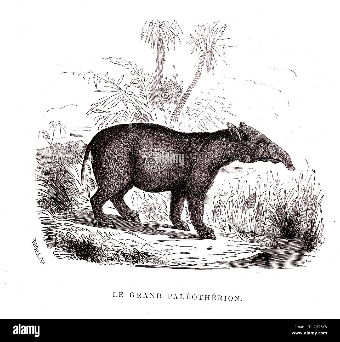 19th century illustration of Palaeotherium, an extinct prehistoric ...