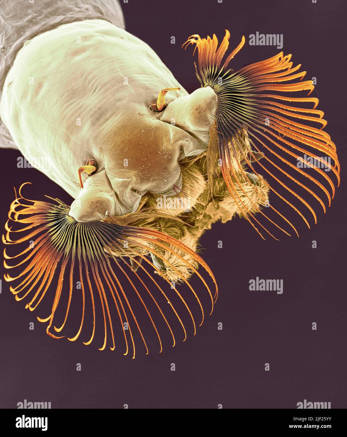 Coloured scanning electron micrograph (SEM) of the head of a black fly ...