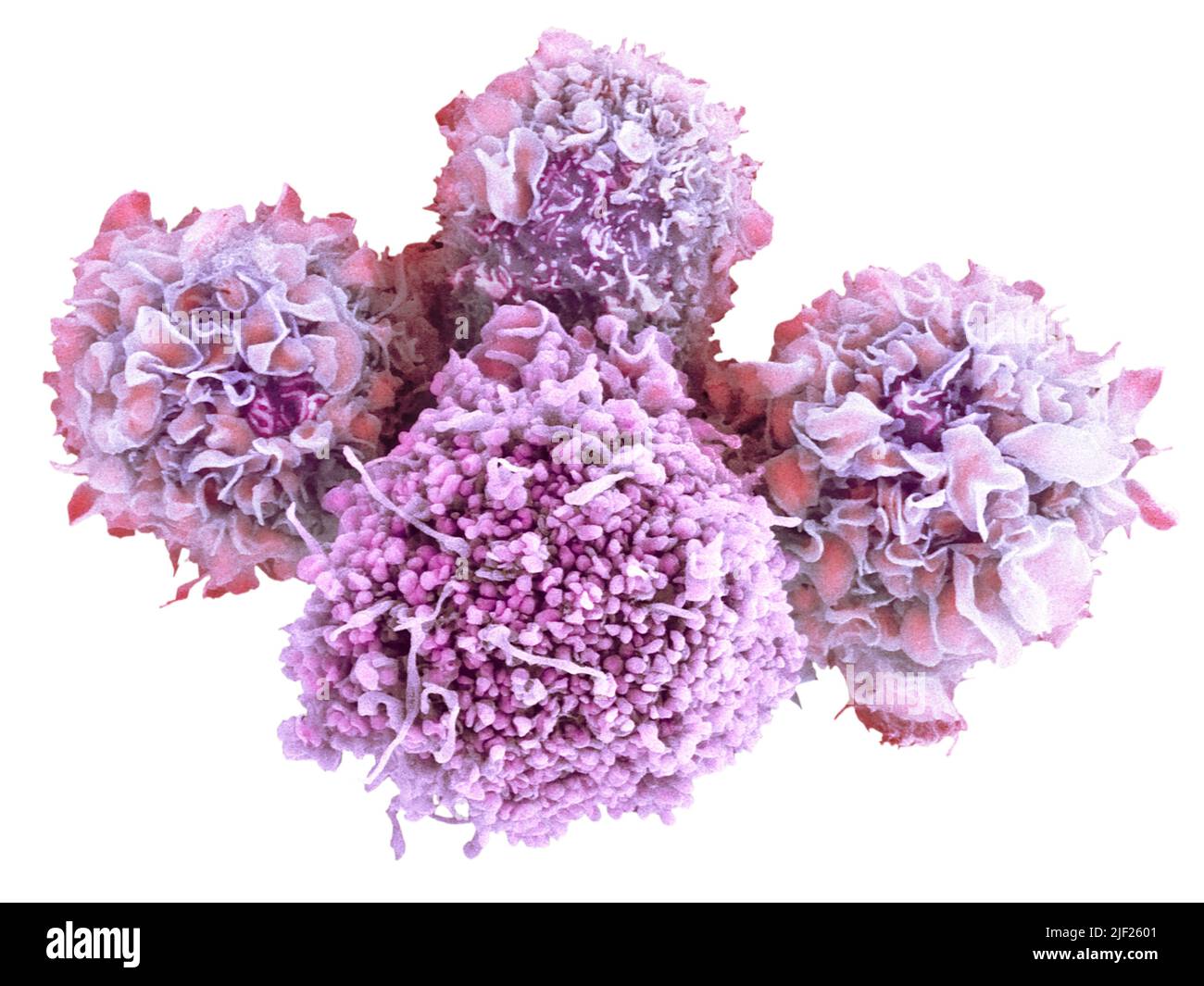 Coloured scanning electron micrograph (SEM) of human dendritic cells ...