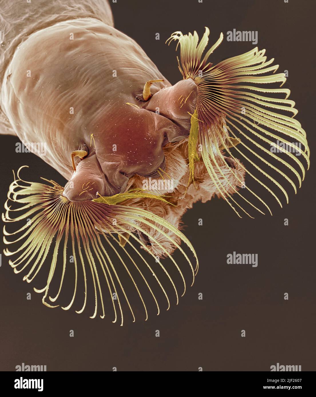 Coloured scanning electron micrograph (SEM) of the head of a black fly ...