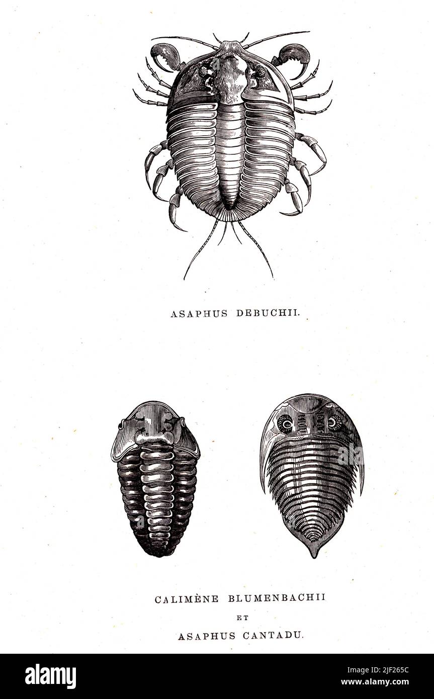 Illustration of Asaphus debushii (top) and Calymene blumenbachii and ...