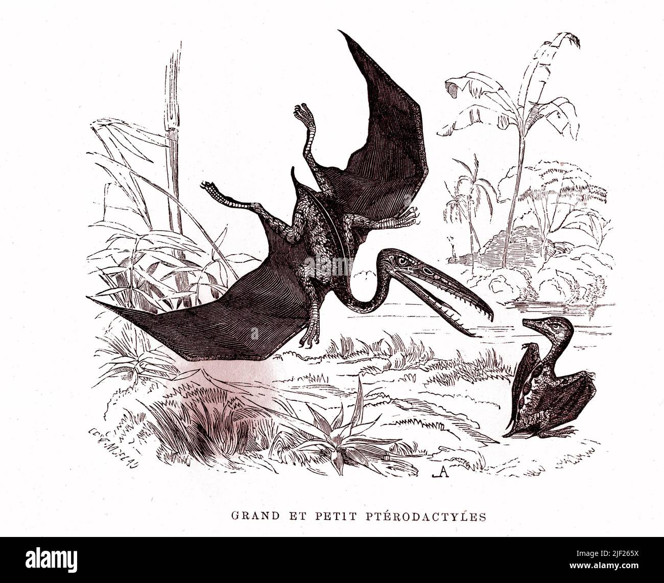 Illustration of a large and small Pterodactylus flying reptiles ...