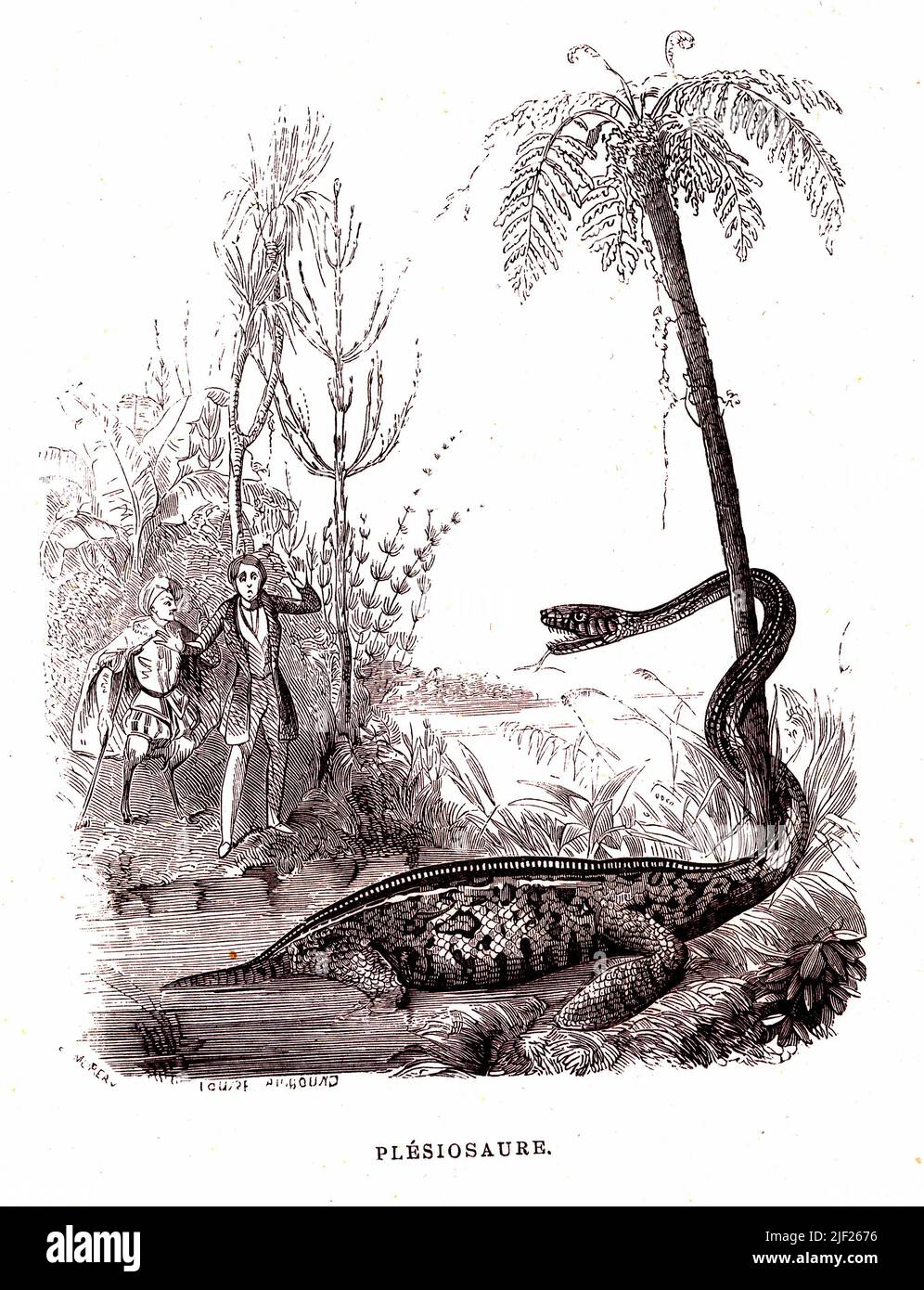 19th century illustration of a Plesiosaurus marine reptile. From The ...
