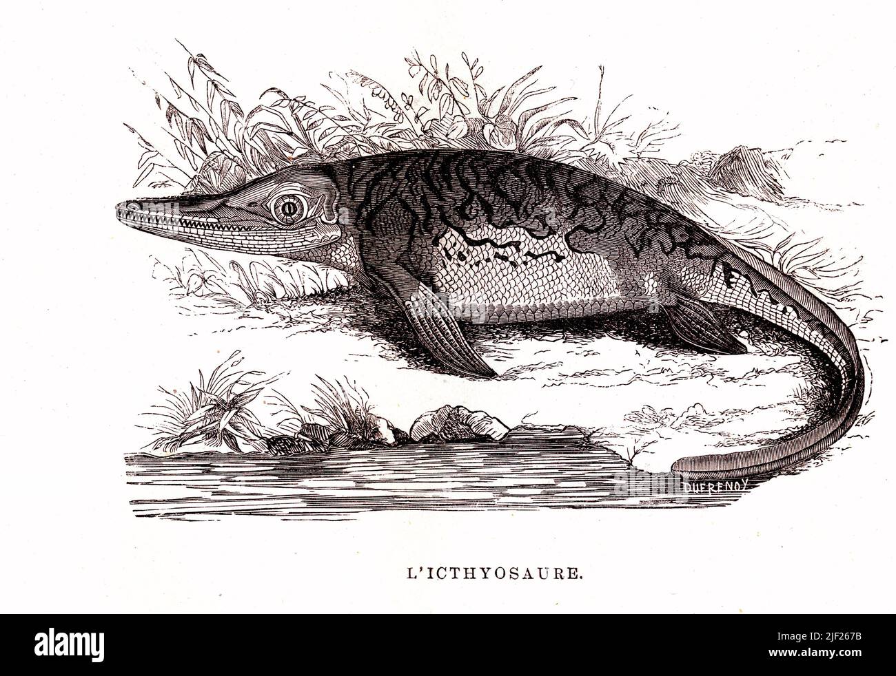 19th century illustration of Ichtyosaurus marine reptile. Published in ...