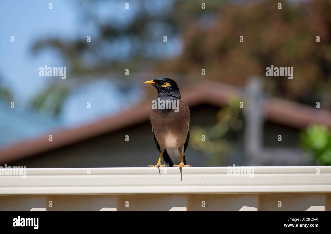Australian common myna hi-res stock photography and images - Alamy