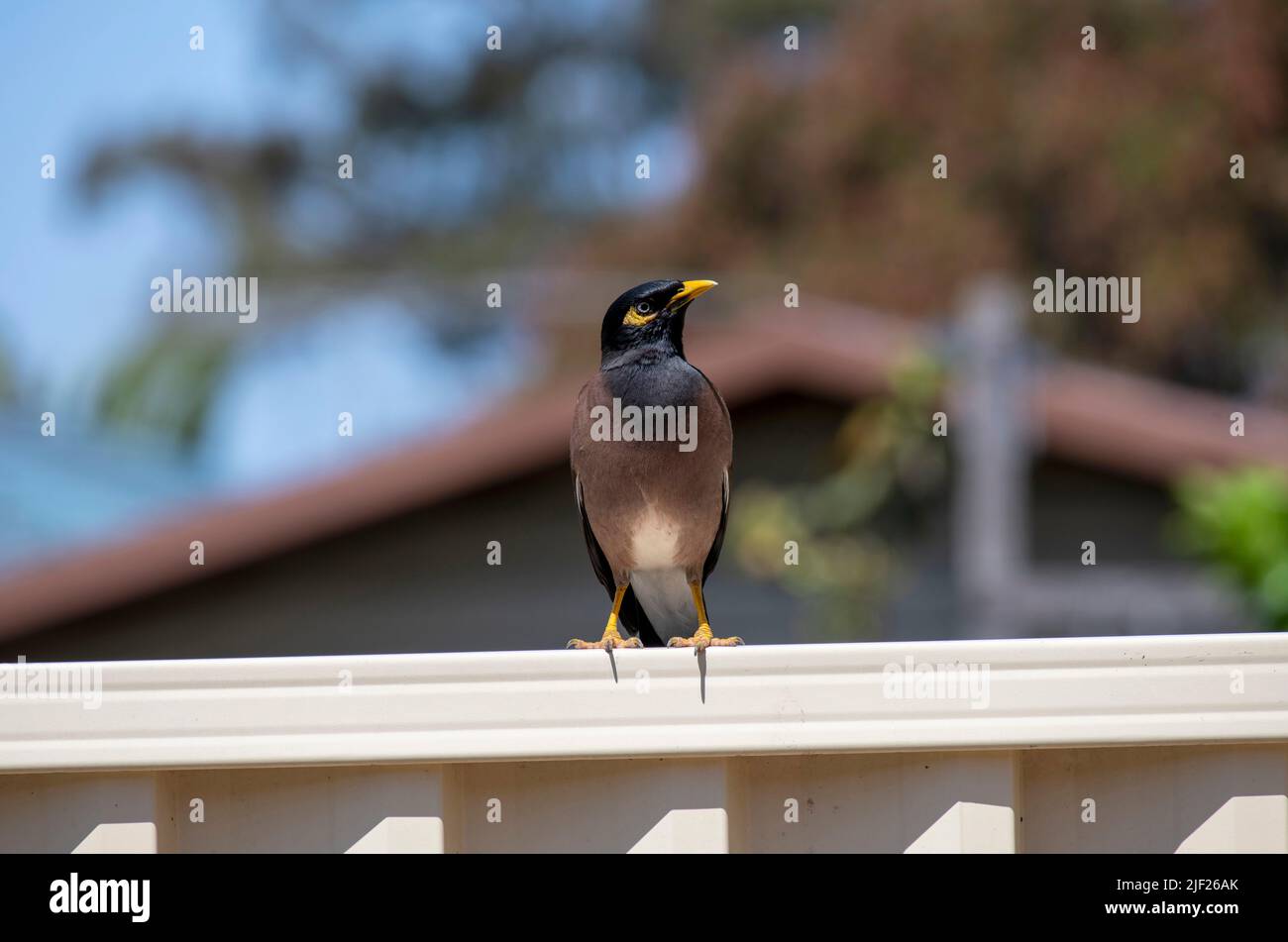 Australian common myna hi-res stock photography and images - Alamy