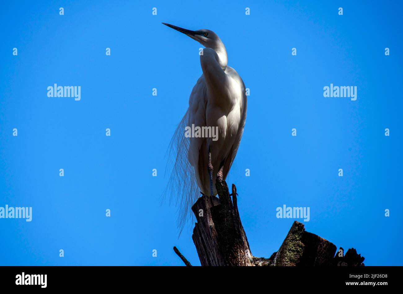 A Great White Egret (Ardea alba) perched on a wooden stand in Sydney ...