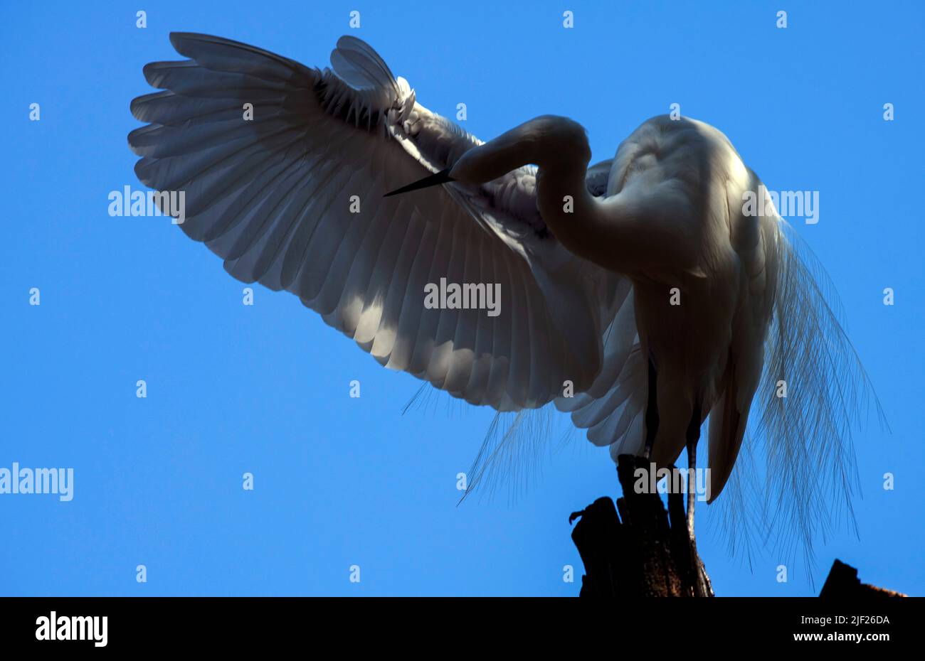 A Great White Egret (Ardea alba) perched on a wooden stand in Sydney ...
