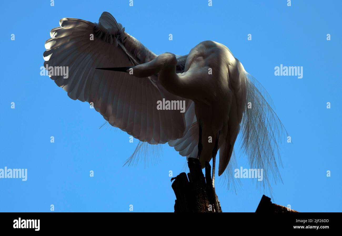 A Great White Egret (Ardea alba) perched on a wooden stand in Sydney ...