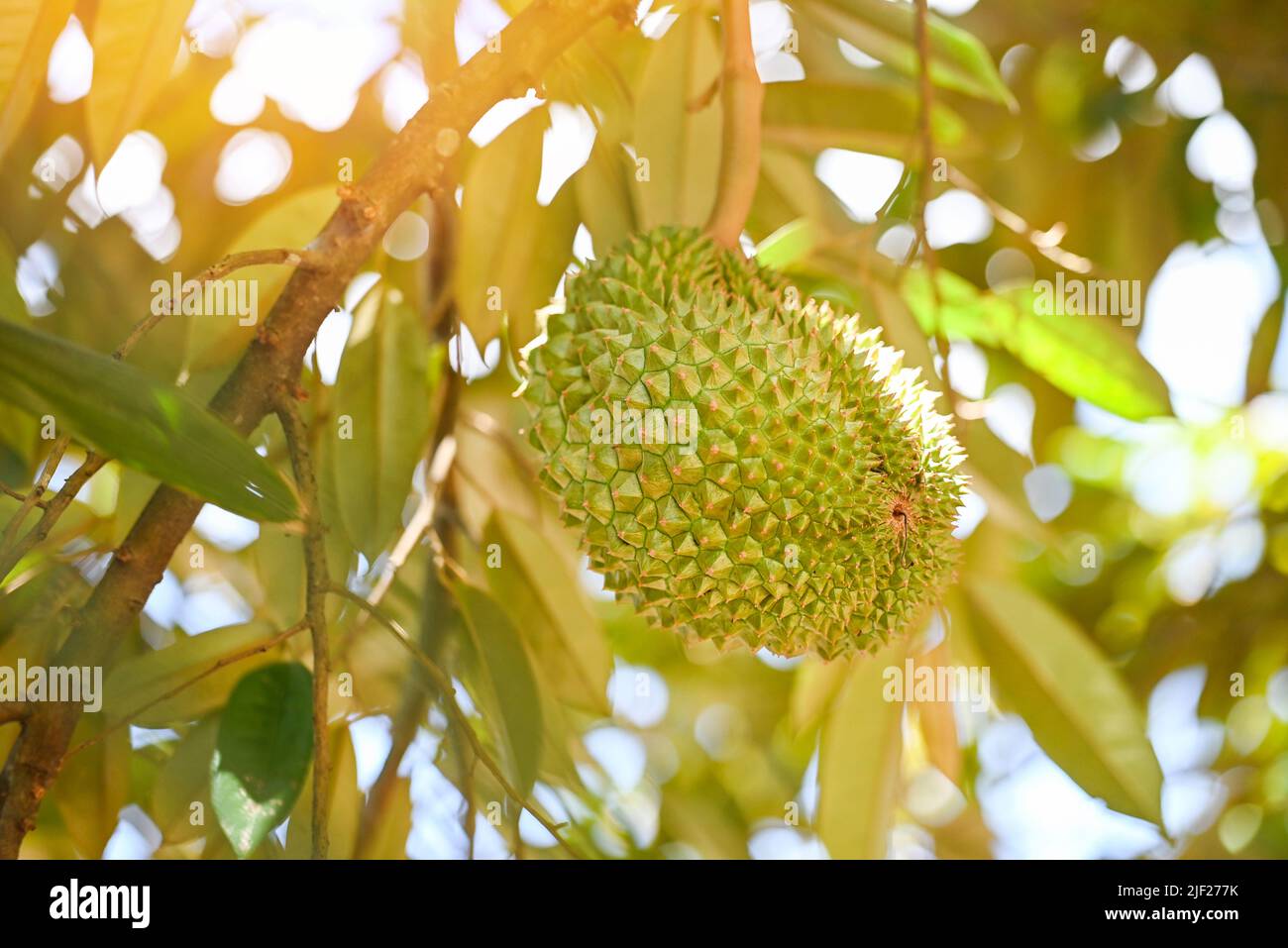 Fresh durian fruit hanging on the durian tree in the garden orchard ...