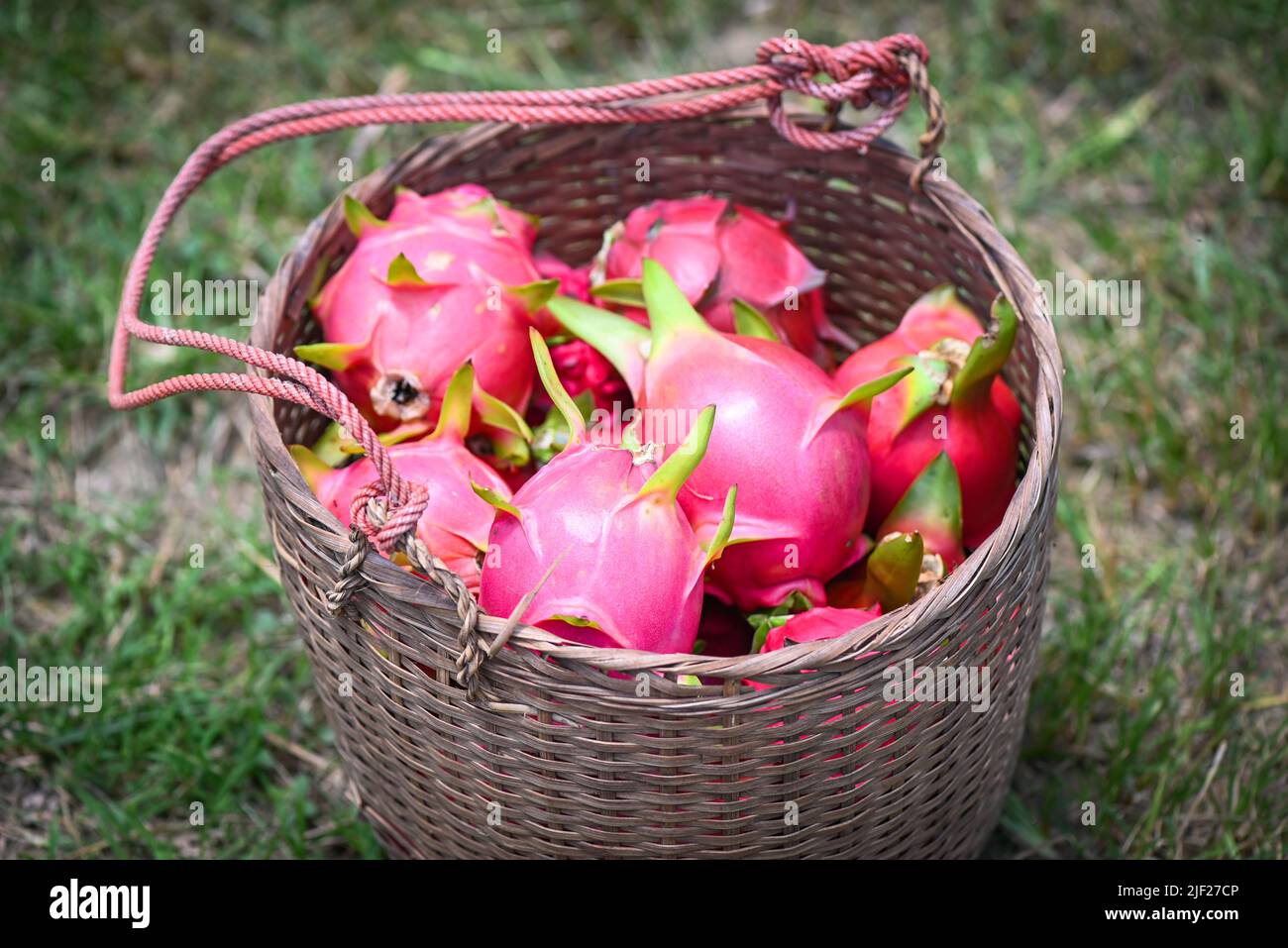 ripe dragon fruit on the basket harvest from dragon fruit tree ...