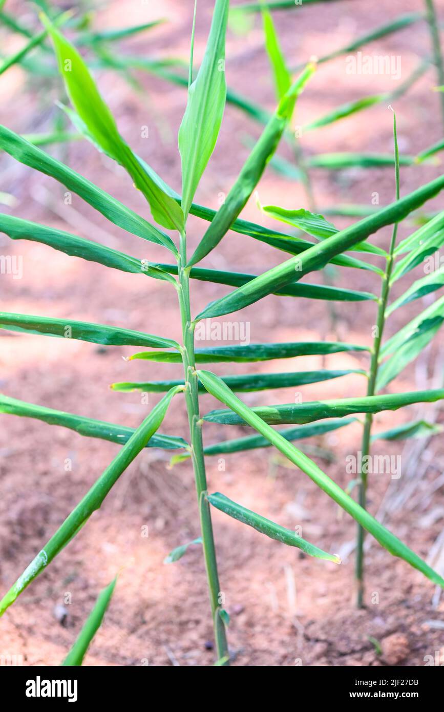 Ginger root soil hi-res stock photography and images - Alamy