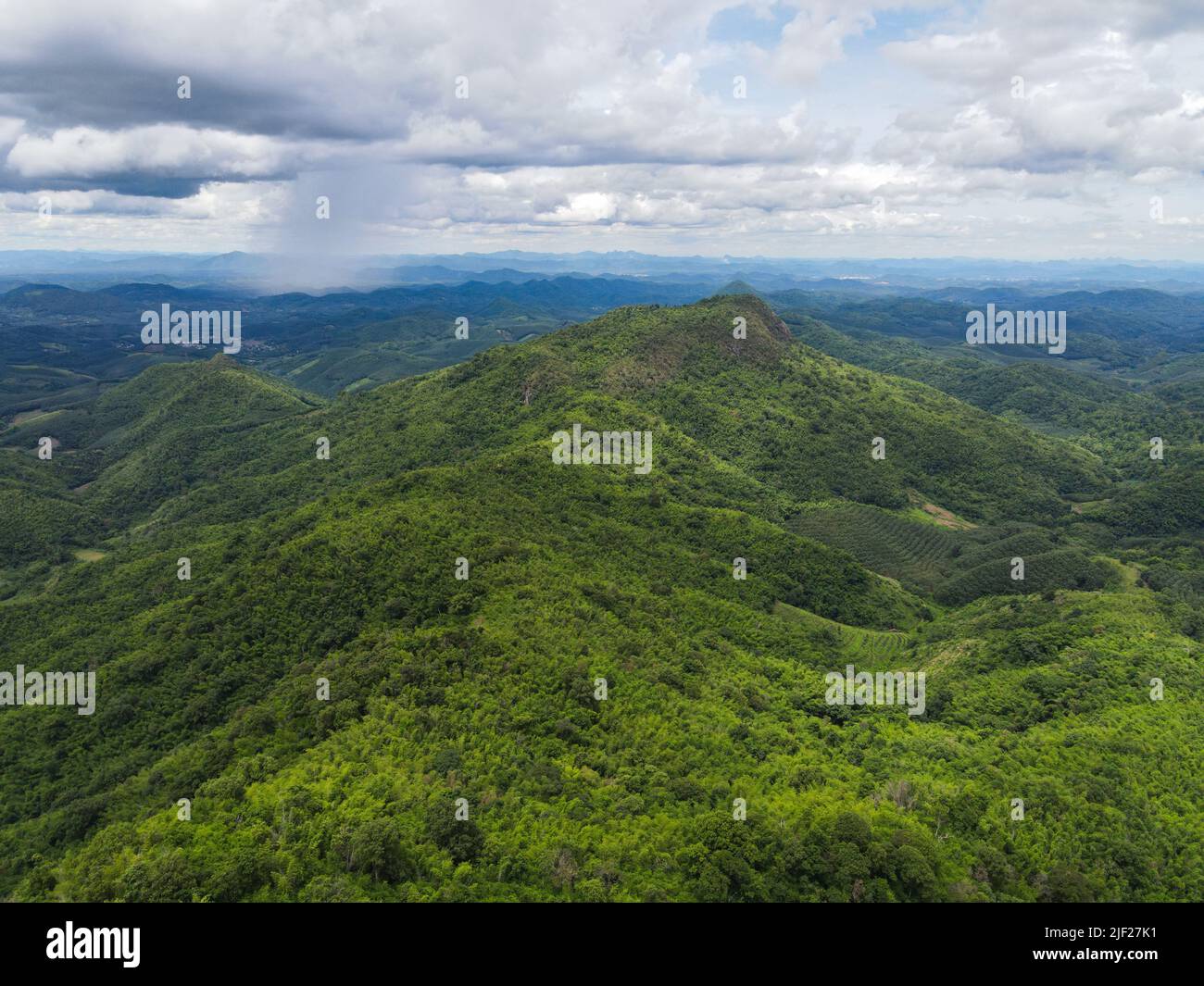 Aerial view forest trees background jungle nature green tree on the ...