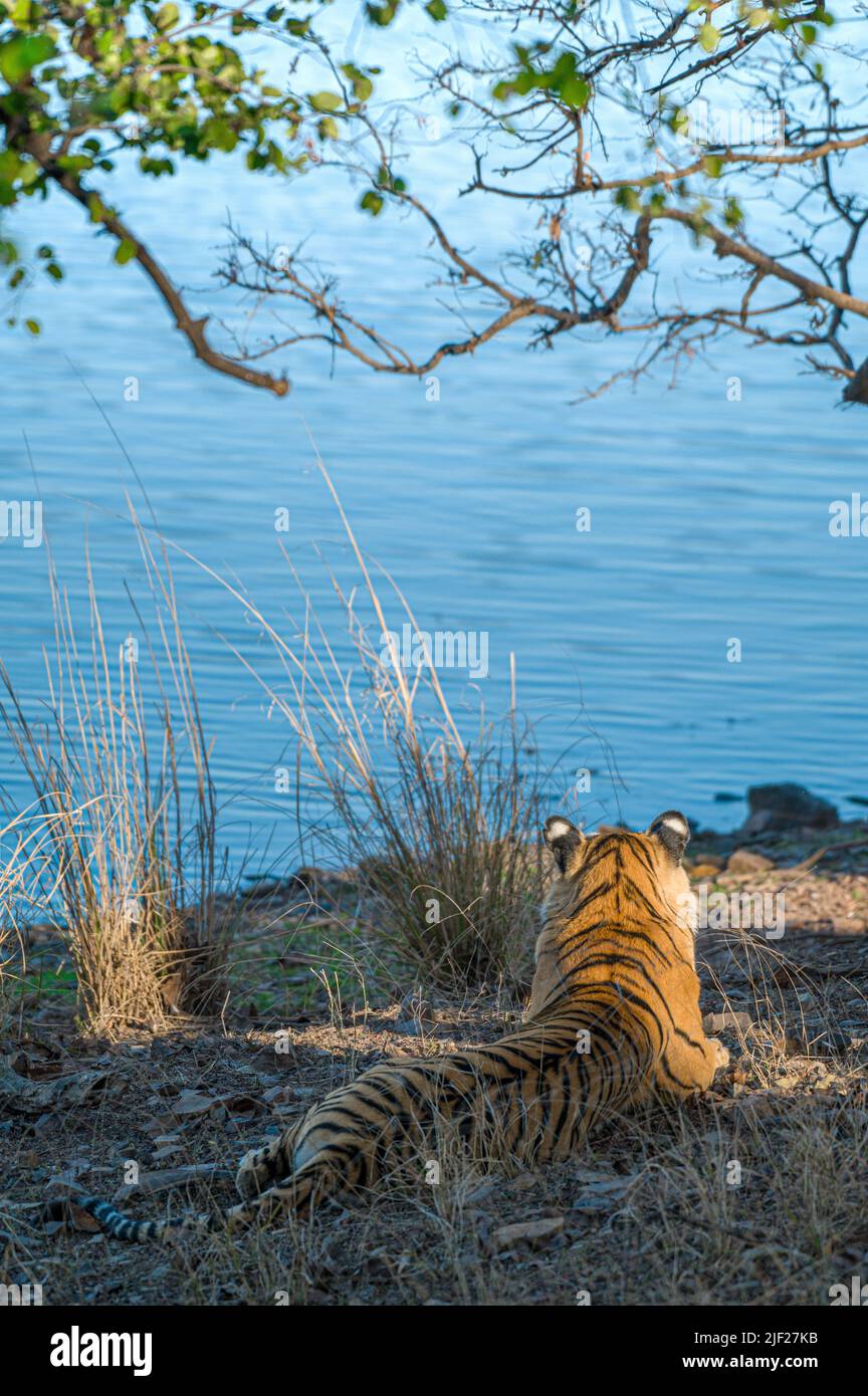 Year of the water tiger hi-res stock photography and images - Alamy