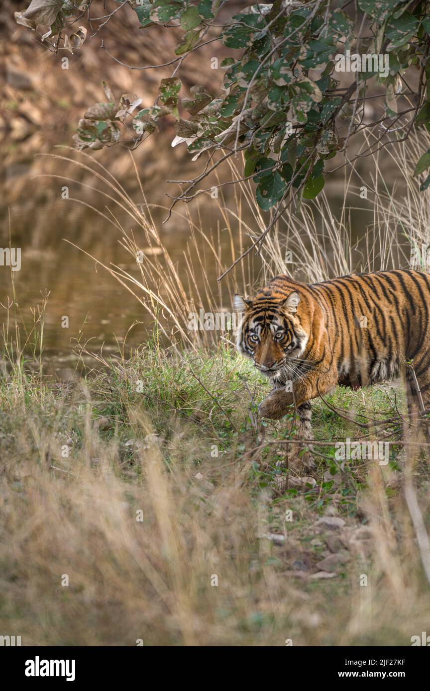 Grown tiger hi-res stock photography and images - Alamy