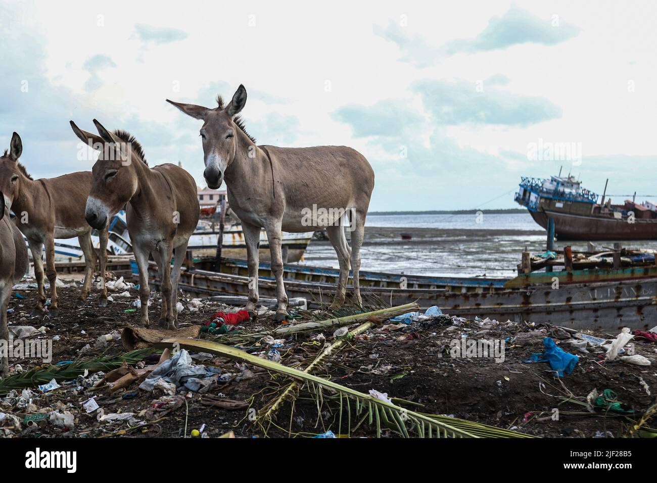 Donkeys are seen standing at a garbage dump at the shores of the Indian ...
