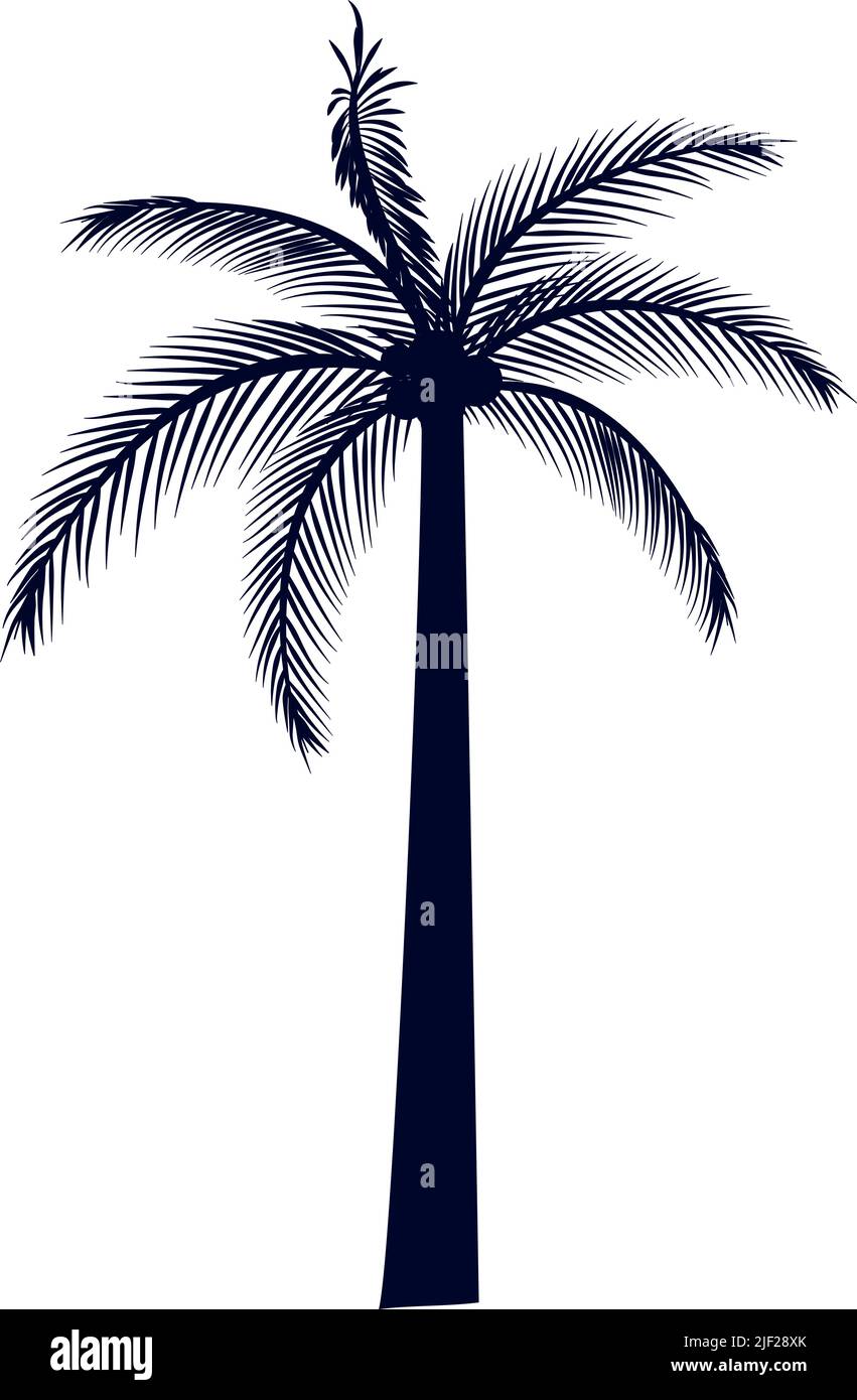 palm tree coconut Stock Vector Image & Art - Alamy