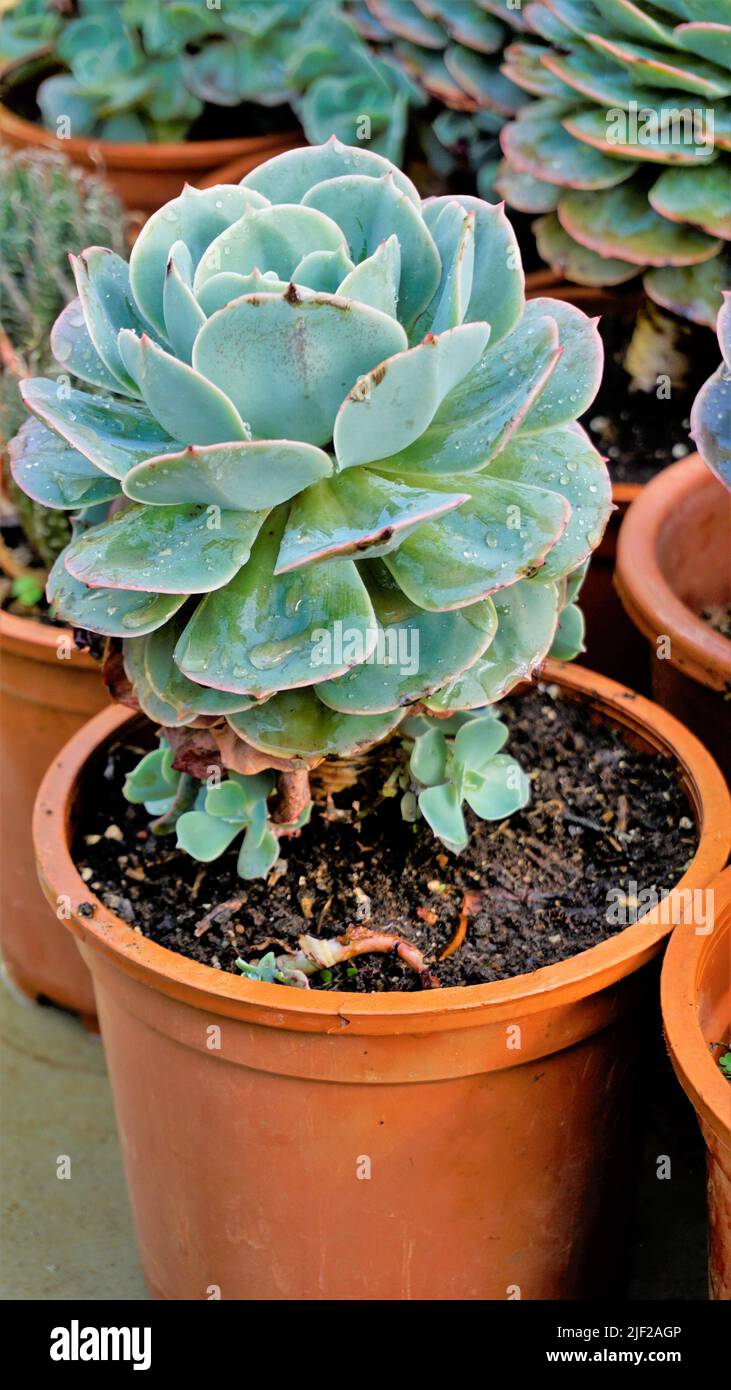 Beautiful indoor nursery plant Echeveria secunda also known as Old Hens and Chicks and blue ...