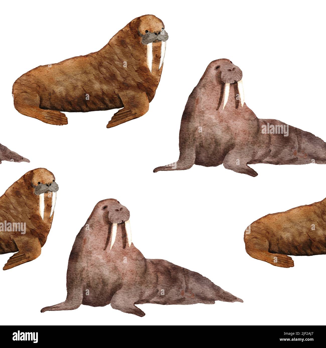 Hand drawn watercolor seamless pattern with walrus. Sea ocean marine ...