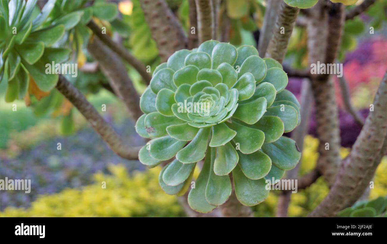 Closeup of beautiful Aeonium arboreum also known as tree aeonium ...