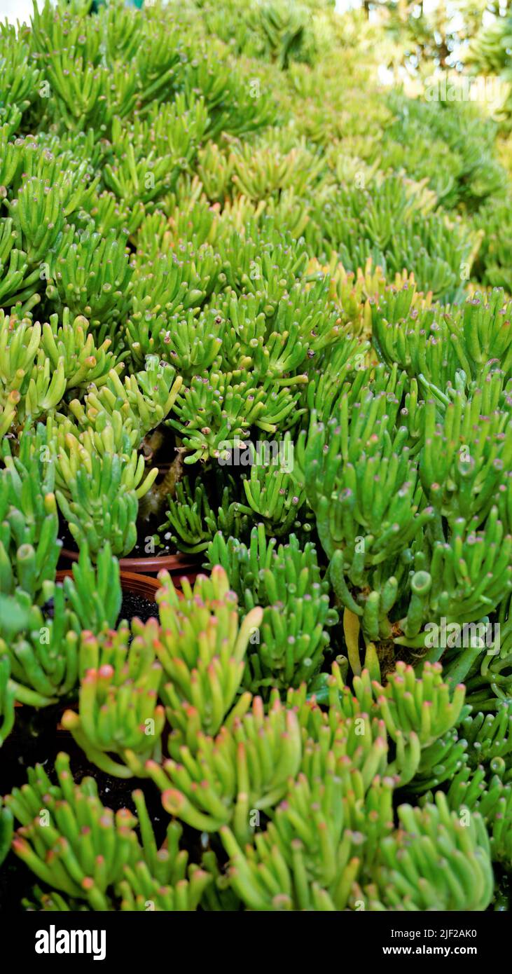 Beautiful Exotic Rare crassula ovata gollum Finger Jade Plant from a ...