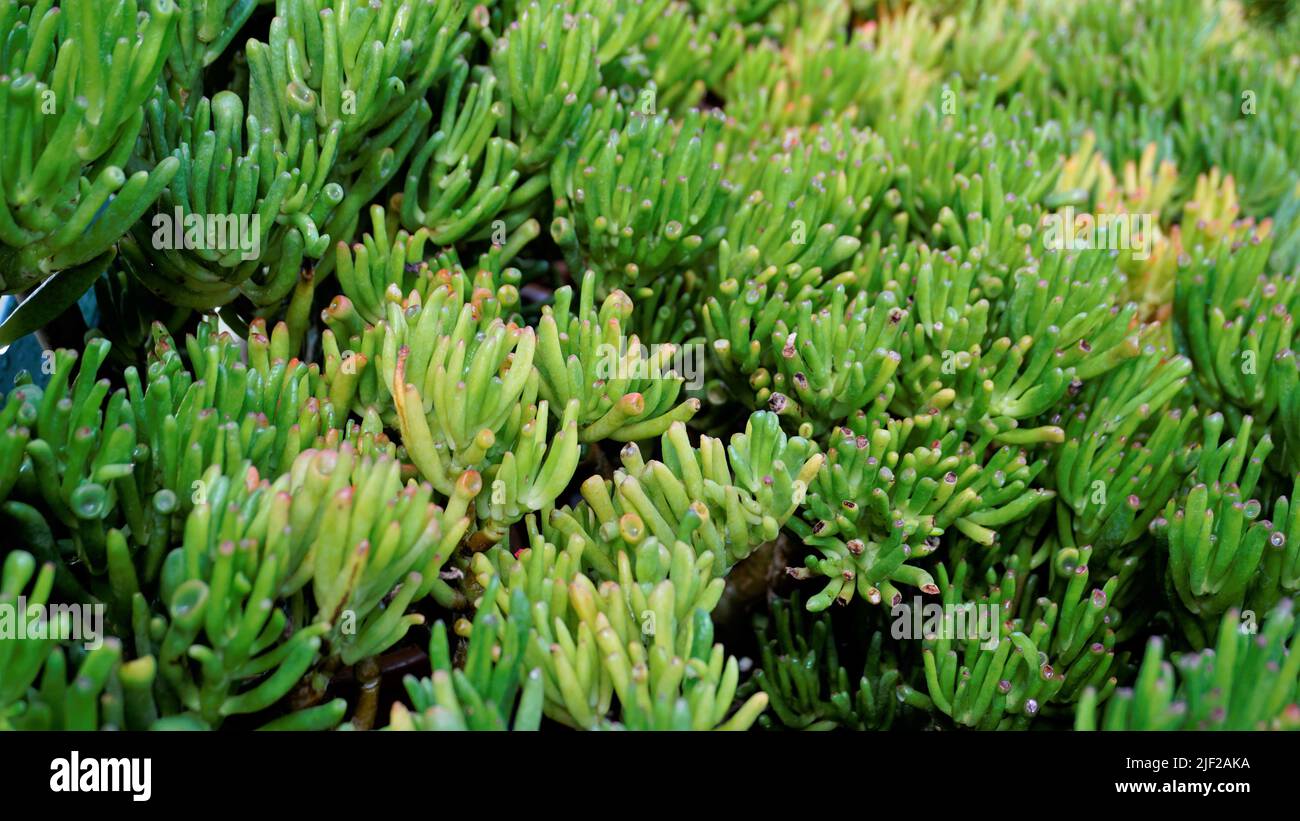 Beautiful Exotic Rare crassula ovata gollum Finger Jade Plant from a ...