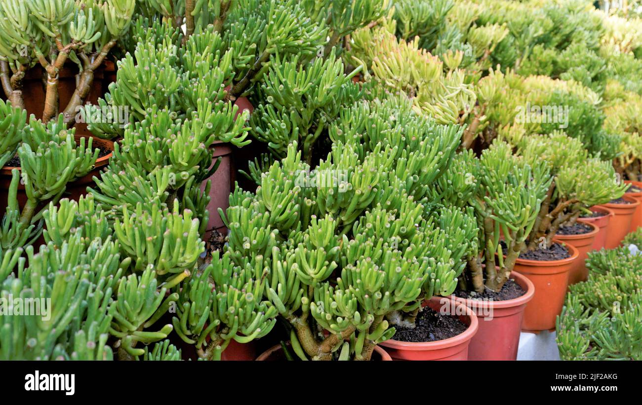 Beautiful Exotic Rare crassula ovata gollum Finger Jade Plant from a ...