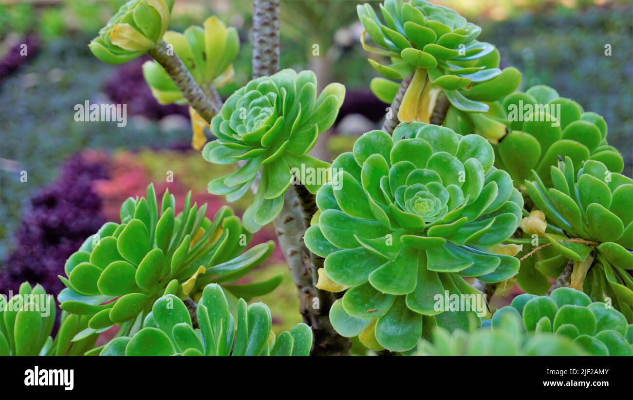 Irish rose hi-res stock photography and images - Alamy