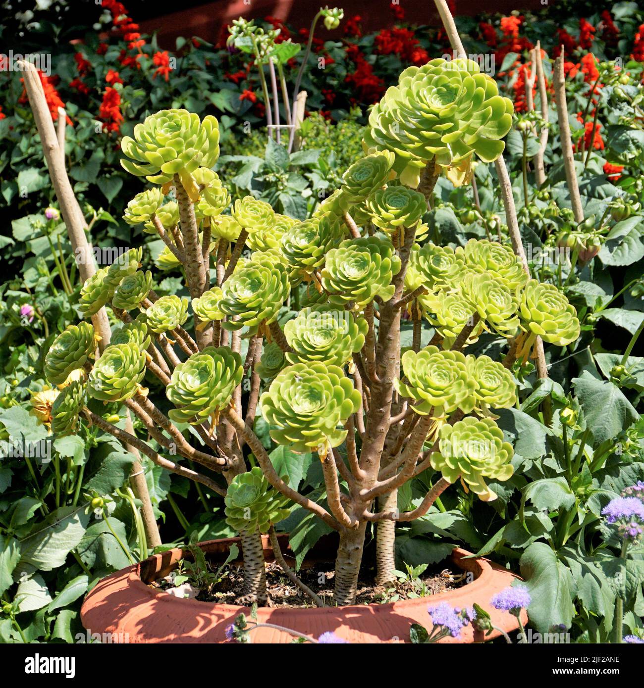 Closeup of beautiful Aeonium arboreum also known as tree aeonium ...