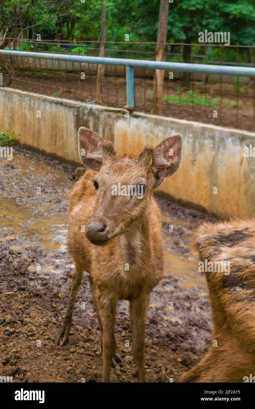 a herd of horned deer in an open enclosure at a zoo Stock Photo - Alamy