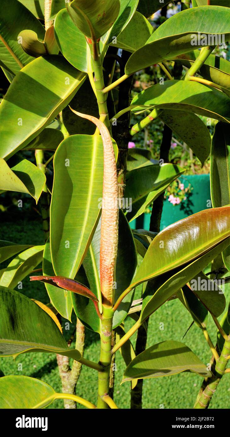 India rubber plant hi-res stock photography and images - Alamy